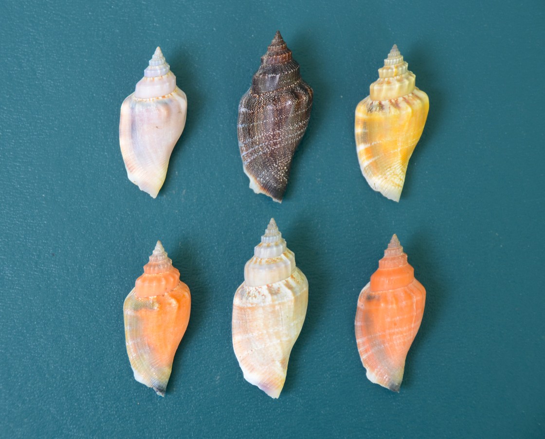 SHELL OF THE MONTH – JUNE 2014 – Broward Shell Club