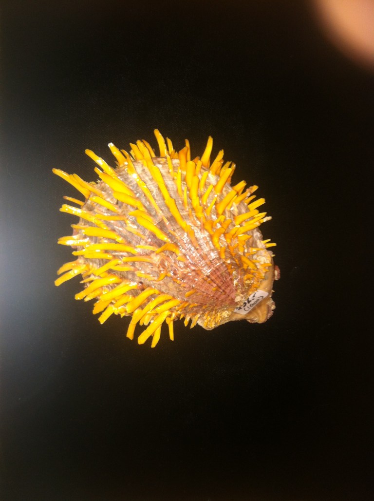 #157 Spondylus butleri – Broward Shell Club