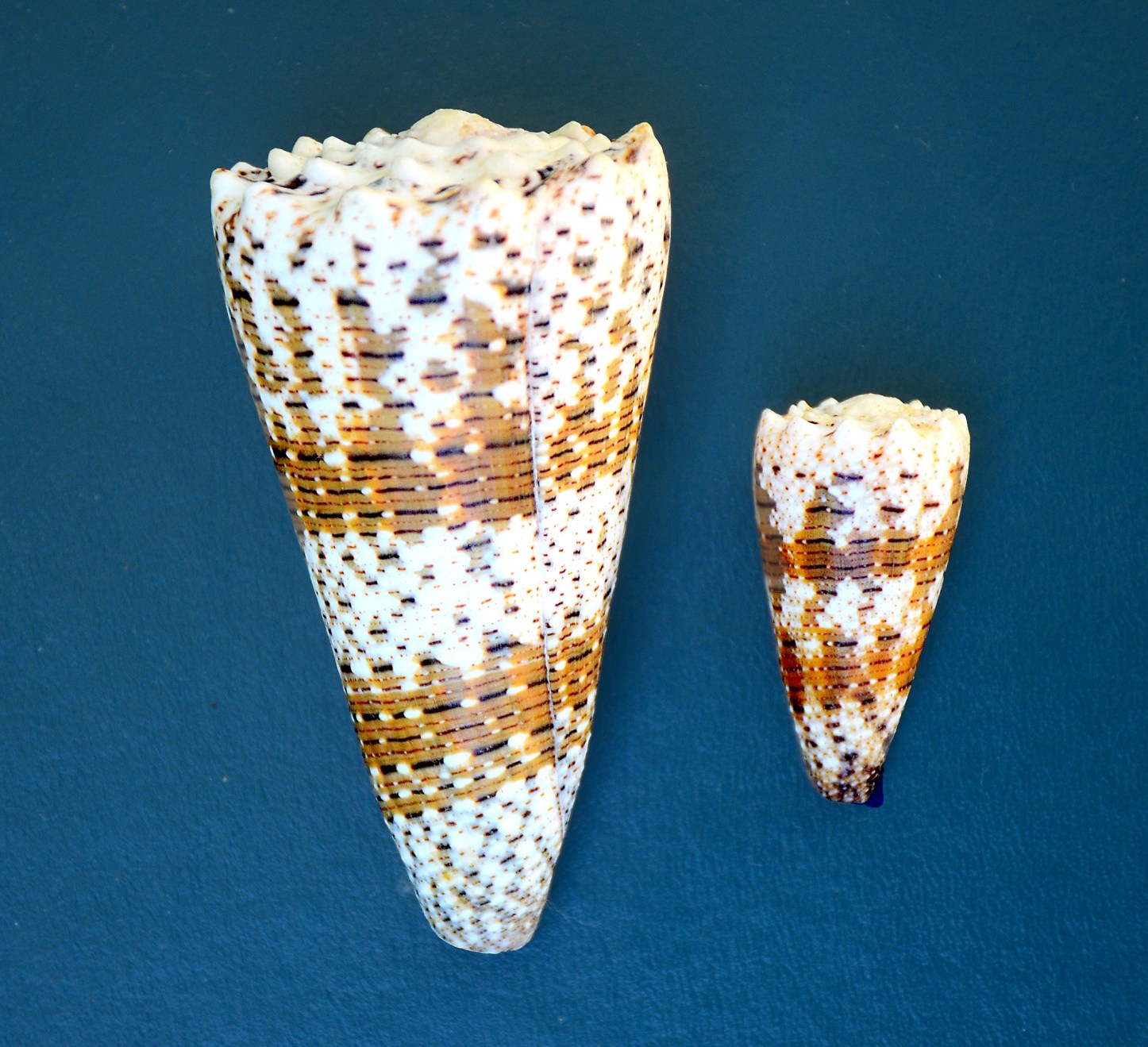 Shell of the Month – Page 3 – Broward Shell Club