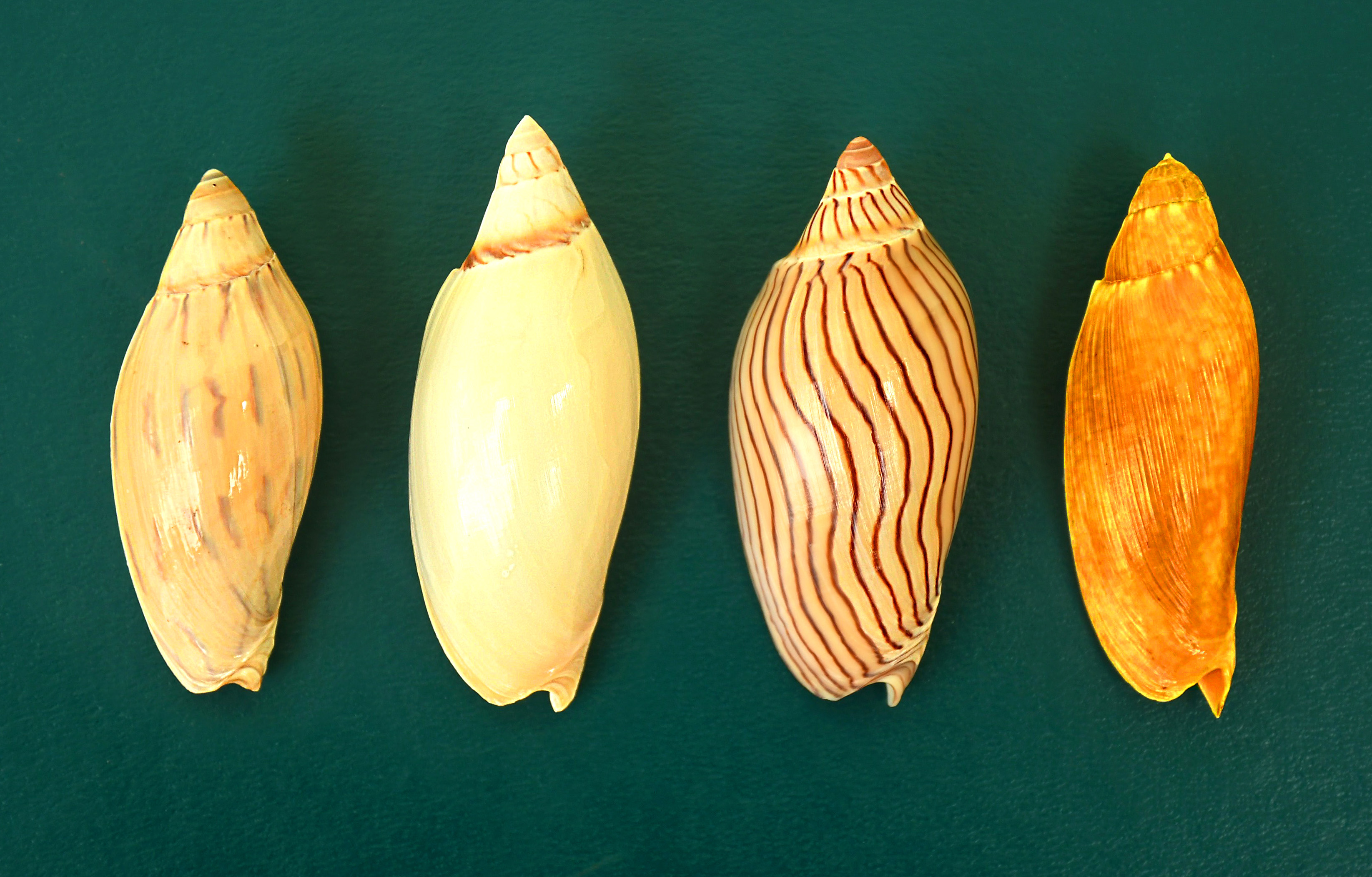 Shell of the Month – Page 3 – Broward Shell Club