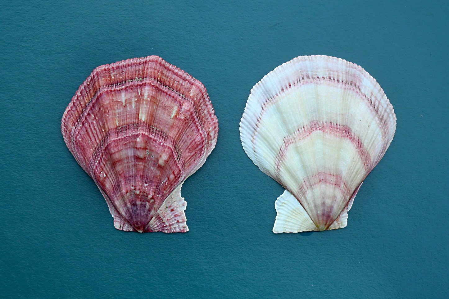 Shell of the Month – Page 3 – Broward Shell Club