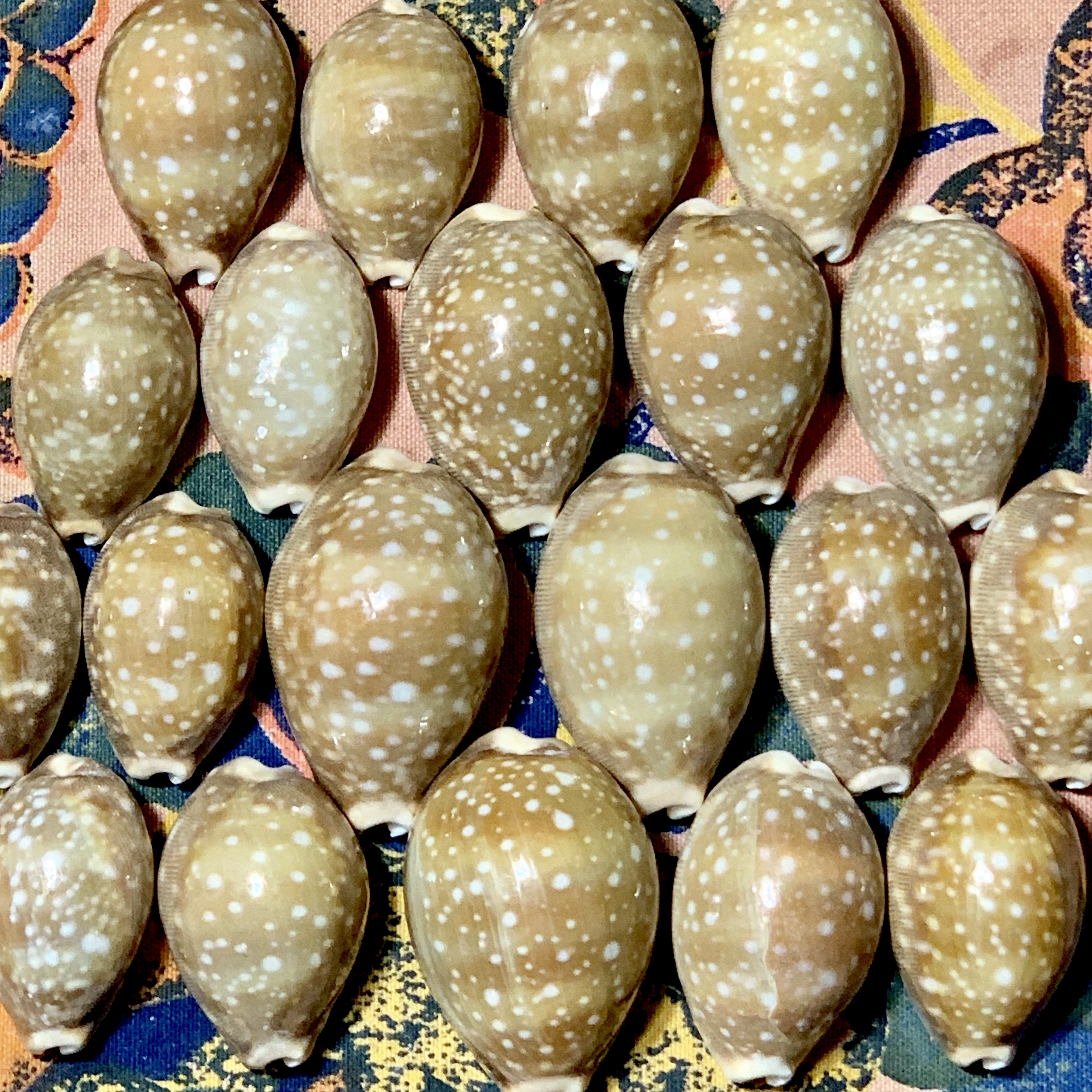 SHELL OF THE MONTH – APRIL 2019 – Broward Shell Club