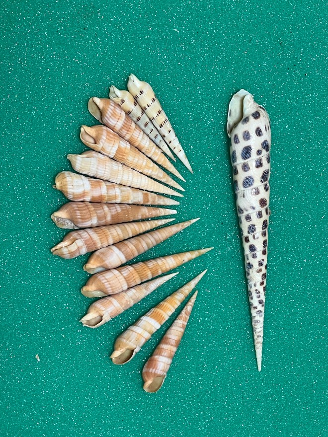 Shell of the Month – Broward Shell Club