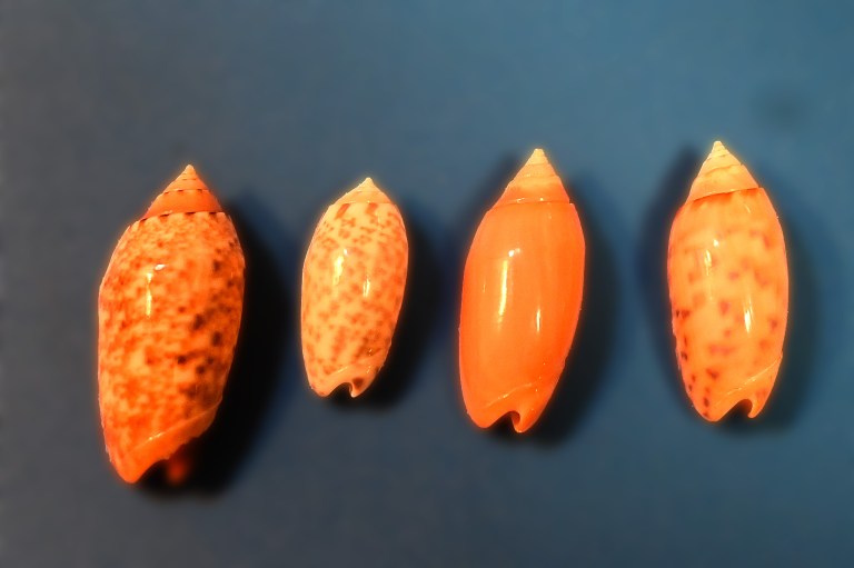 Shell of the Month – Broward Shell Club