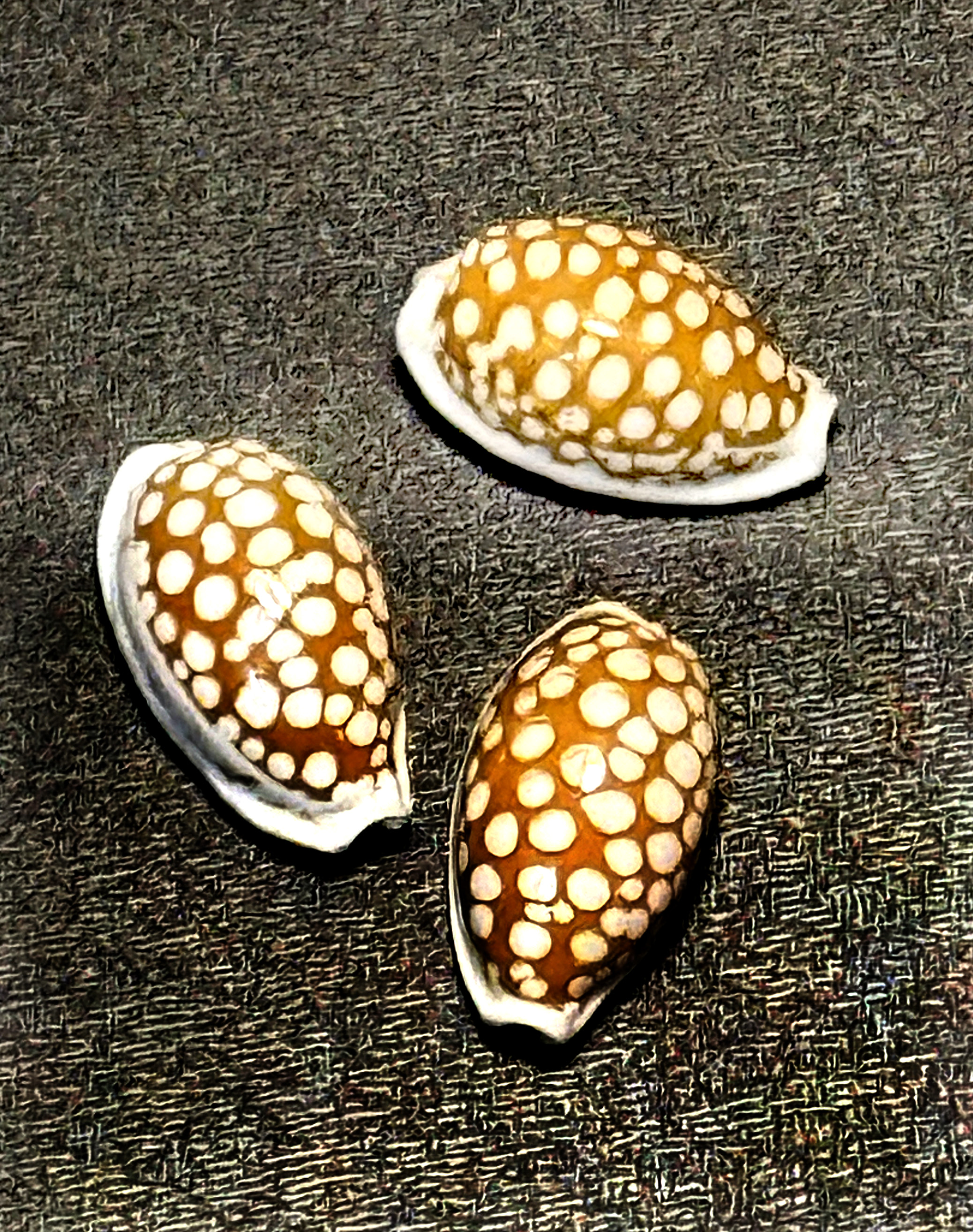 Broward Shell Club – Pompano Beach, Broward County, Florida