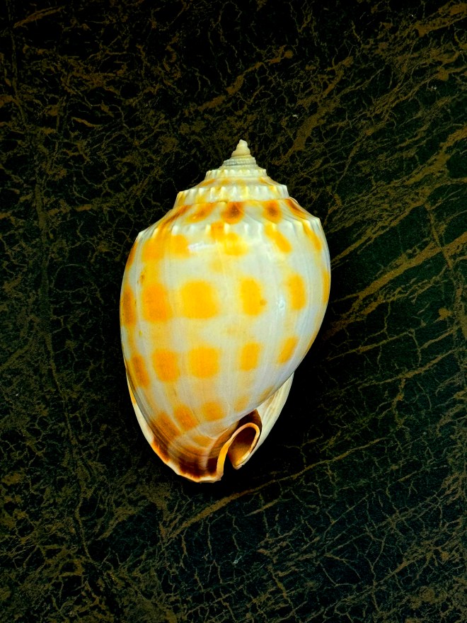 Broward Shell Club – Pompano Beach, Broward County, Florida