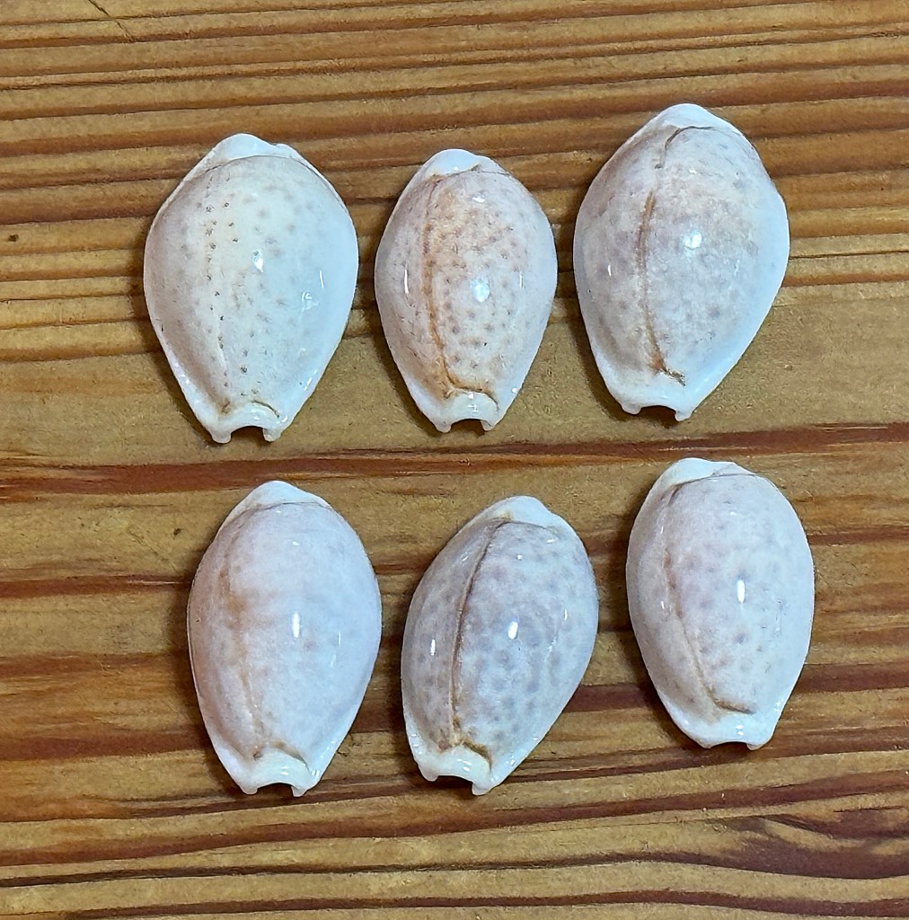 Broward Shell Club – Pompano Beach, Broward County, Florida