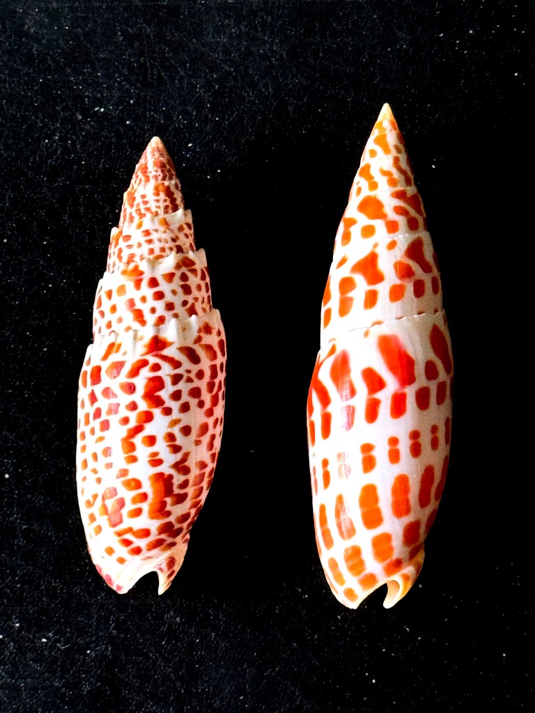 Broward Shell Club – Pompano Beach, Broward County, Florida