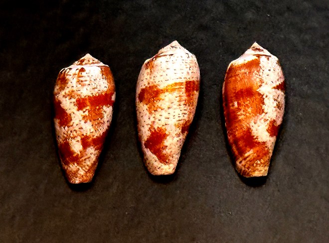 Broward Shell Club – Pompano Beach, Broward County, Florida