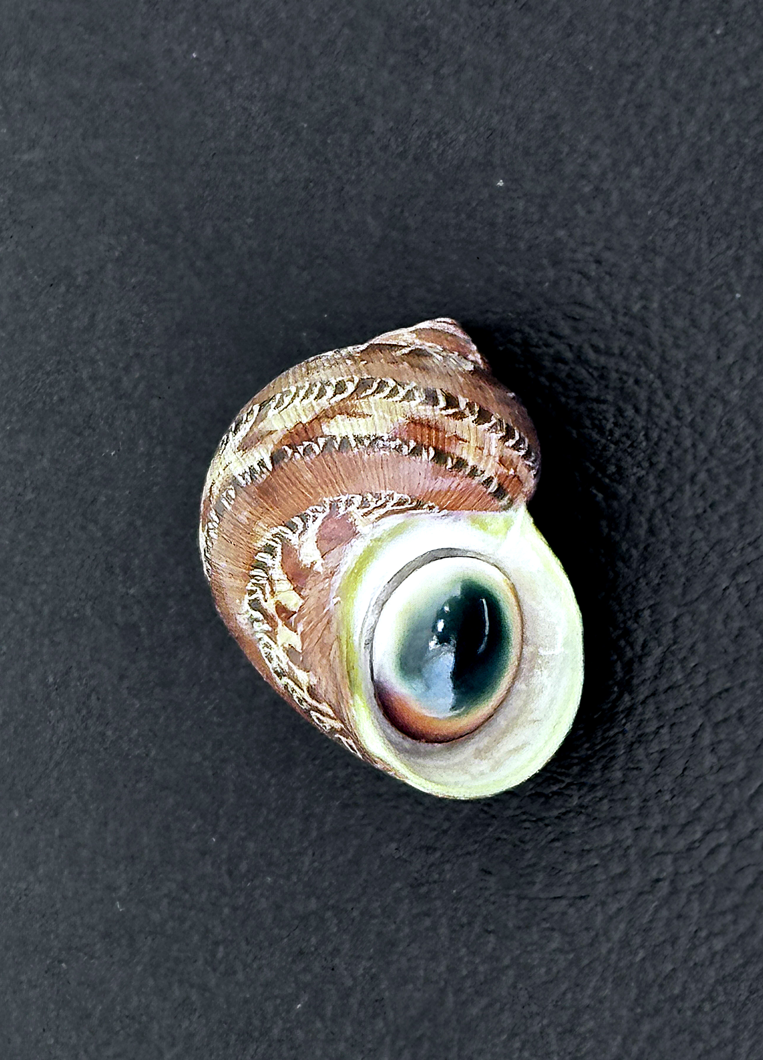 Broward Shell Club – Pompano Beach, Broward County, Florida